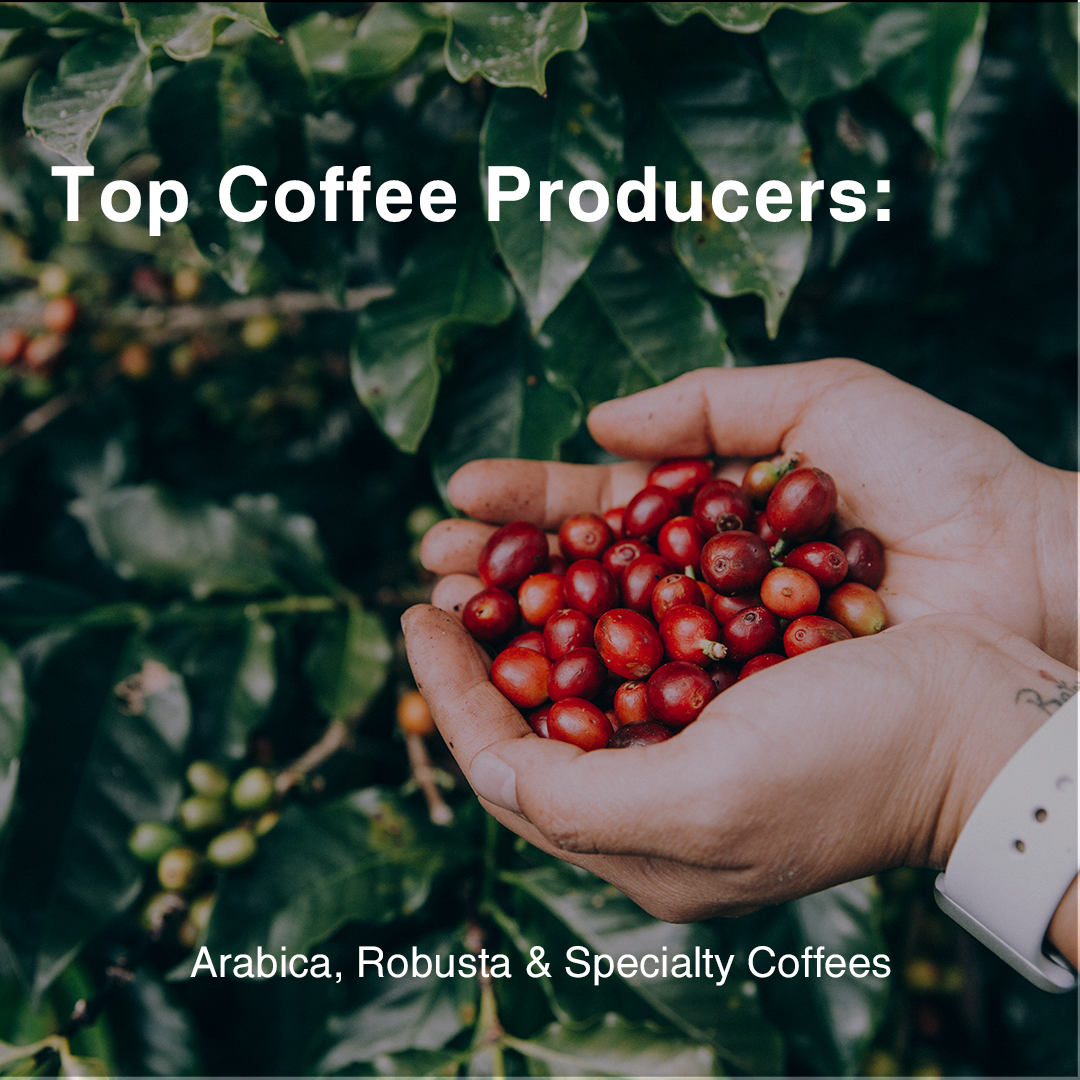 Los Principales Productores de Café en el Mundo: Un Análisis de la Pro ...
